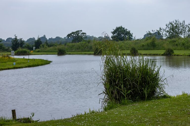 The Arena – Forest Lane Fishery